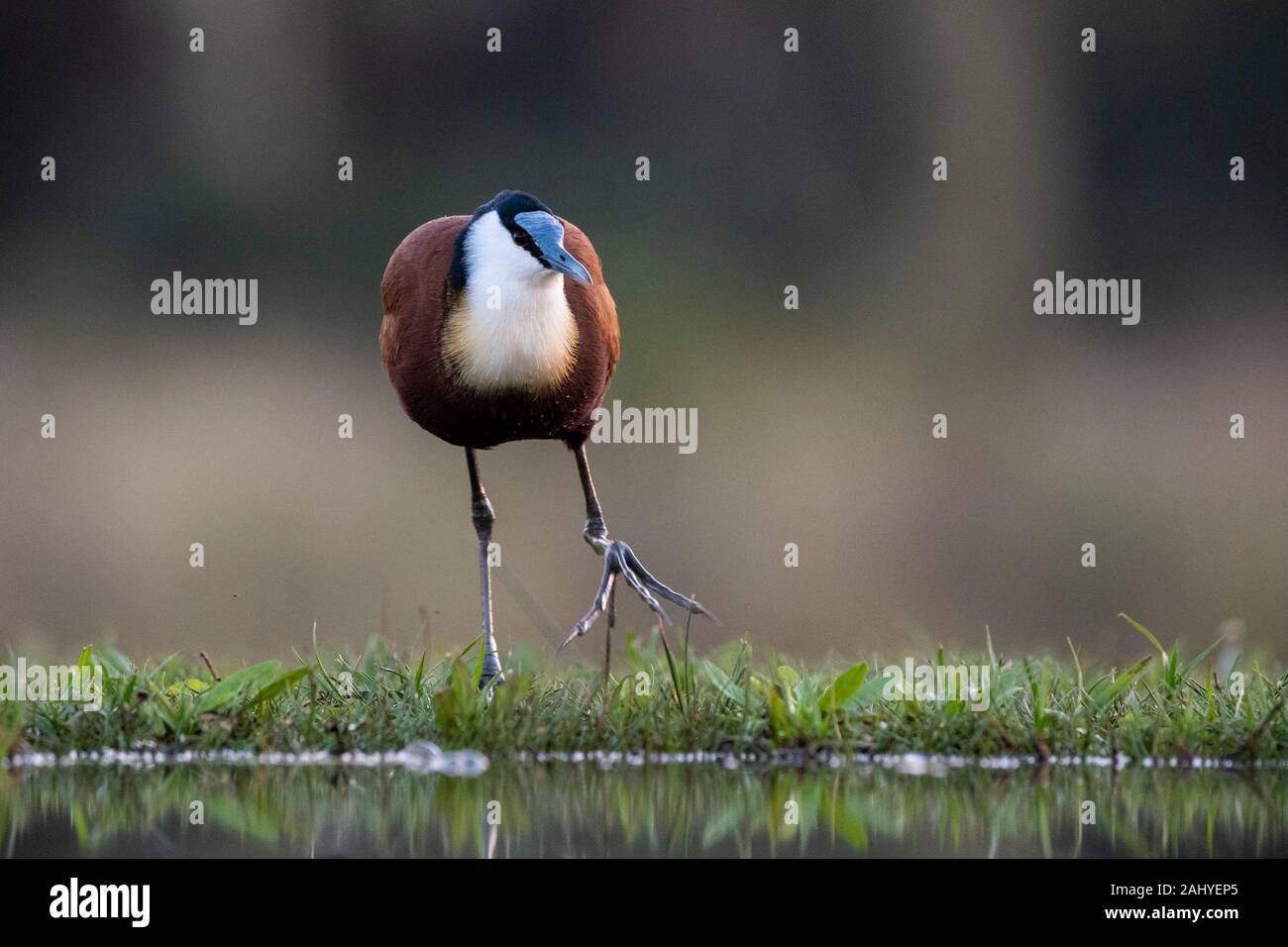 African jacana, Actophilornis africana, Zimanga Game Reserve, South ...