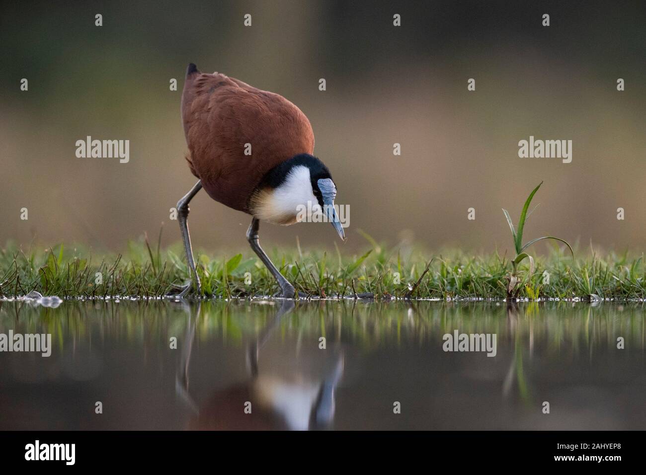 African jacana, Actophilornis africana, Zimanga Game Reserve, South ...