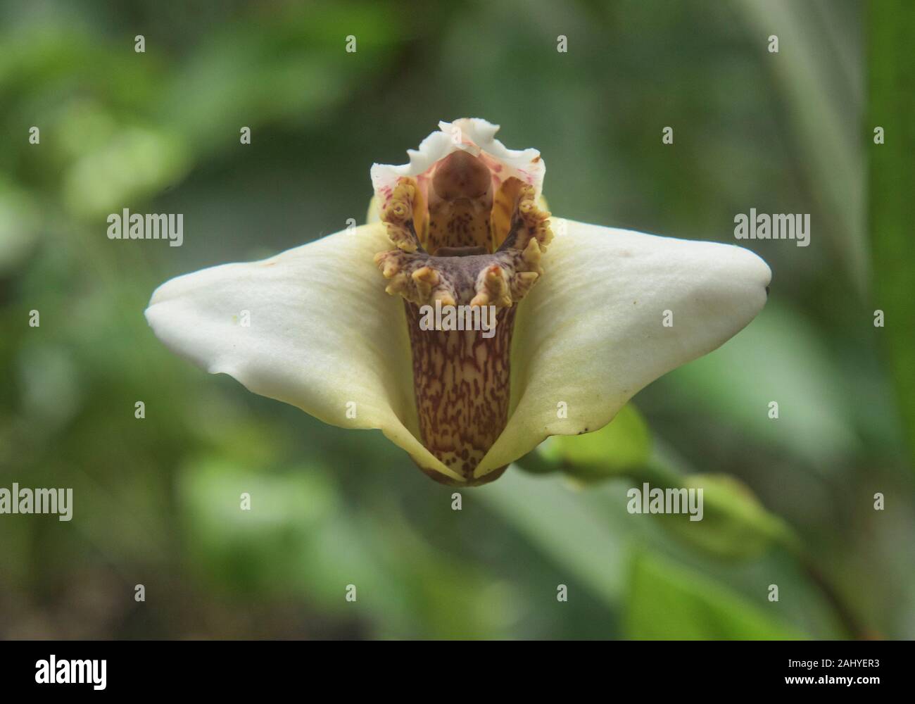 Maxillaria hi-res stock photography and images - Alamy