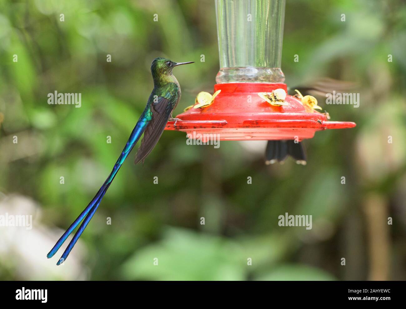 Long tailed sylph ecuador hi-res stock photography and images - Alamy
