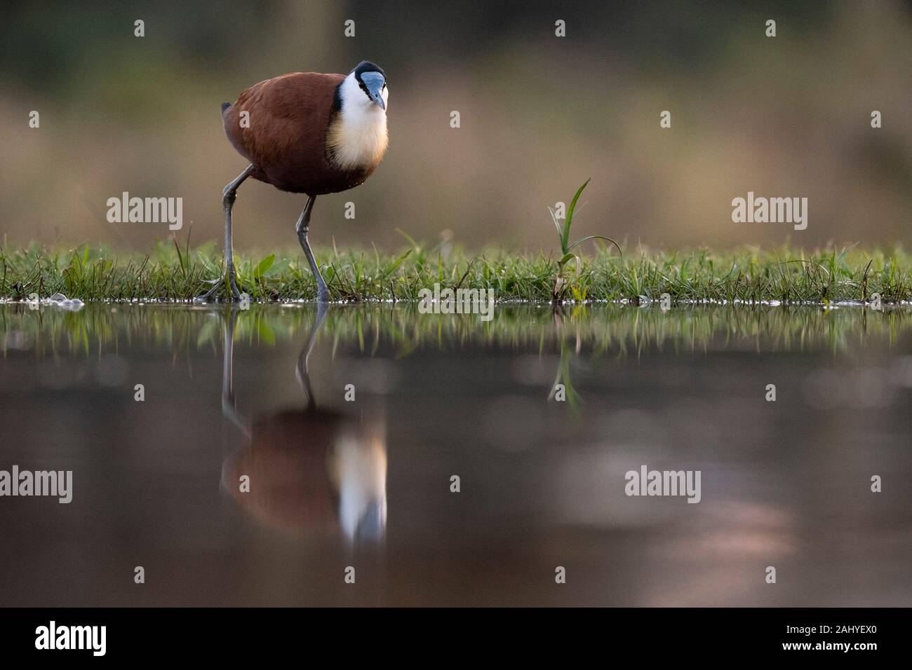 African jacana, Actophilornis africana, Zimanga Game Reserve, South ...