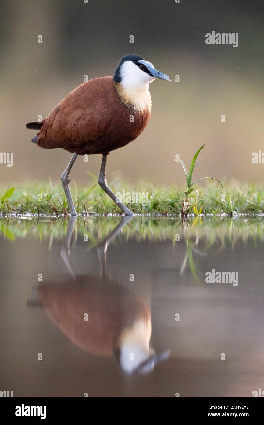 African jacana, Actophilornis africana, Zimanga Game Reserve, South ...
