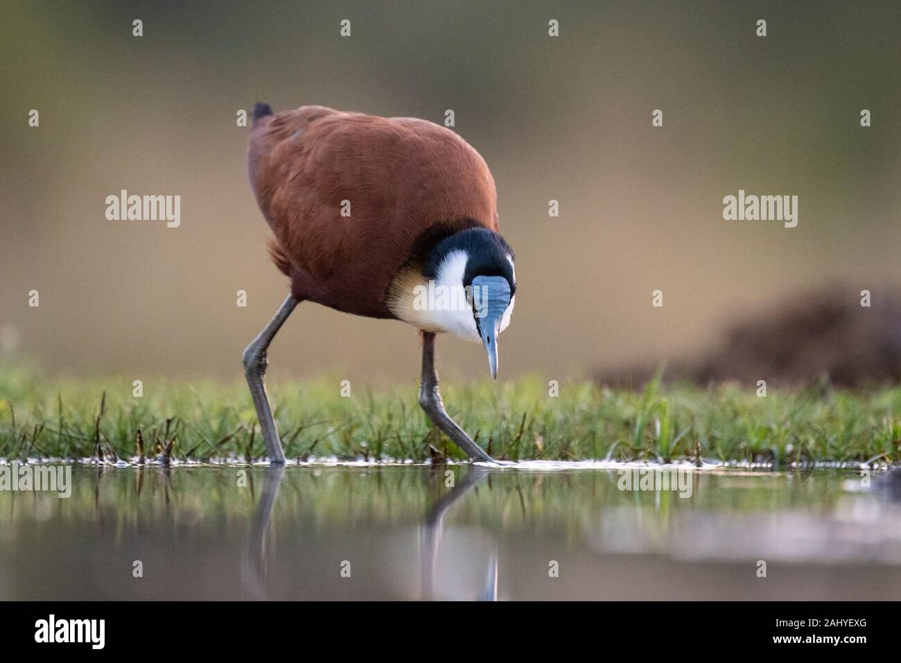 African jacana, Actophilornis africana, Zimanga Game Reserve, South ...