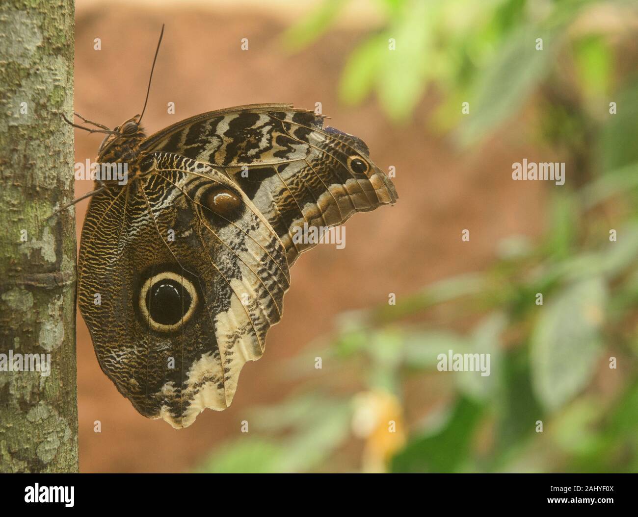 Ecuador butterfly hi-res stock photography and images - Alamy