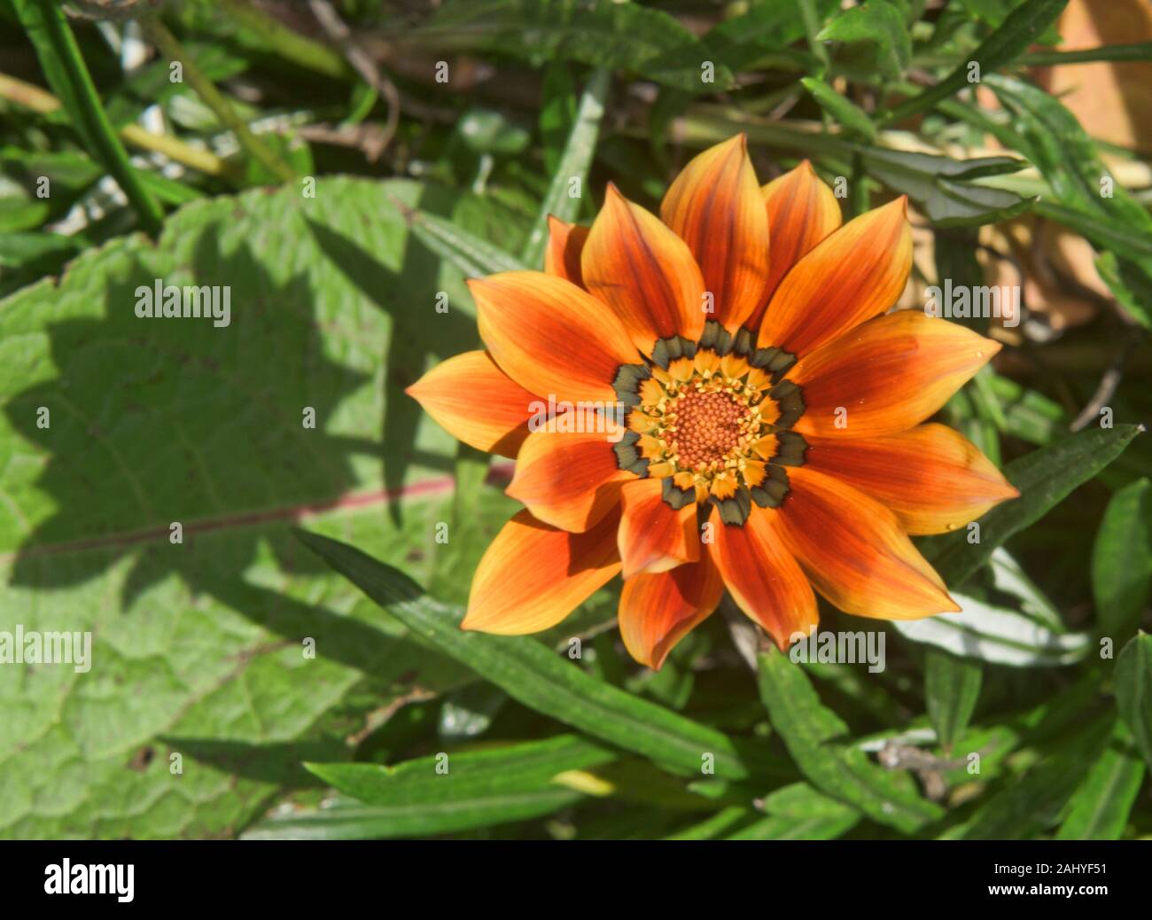 Asteraceae ecuador hi-res stock photography and images - Alamy