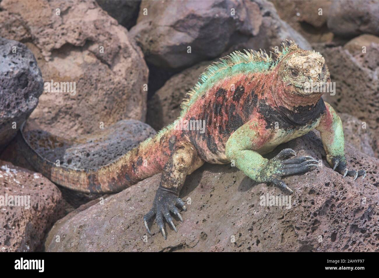Galápagos iguana underwater hi-res stock photography and images - Alamy
