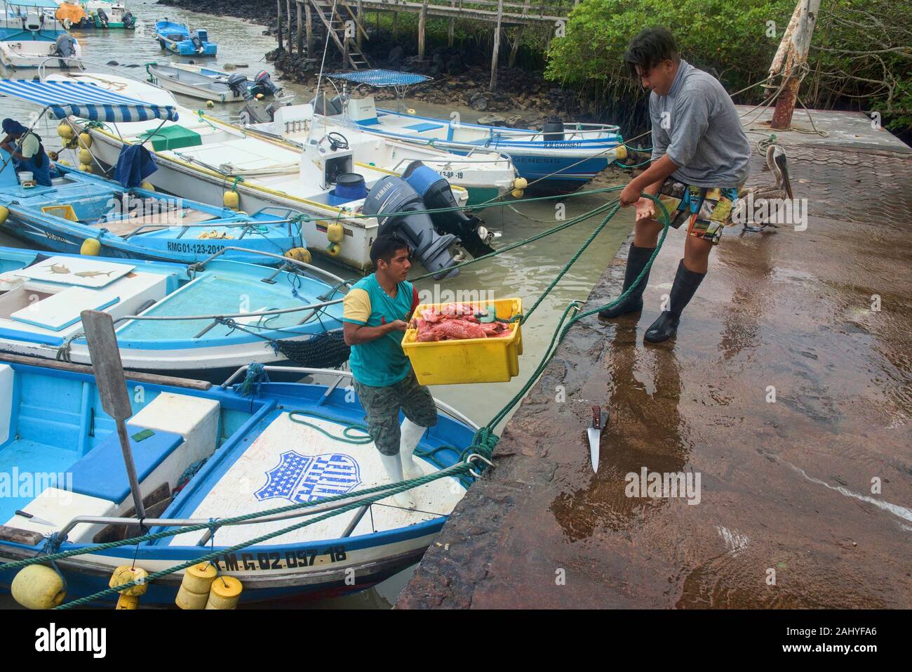 Ecuador galapagos islands fish market fresh fish hi-res stock ...