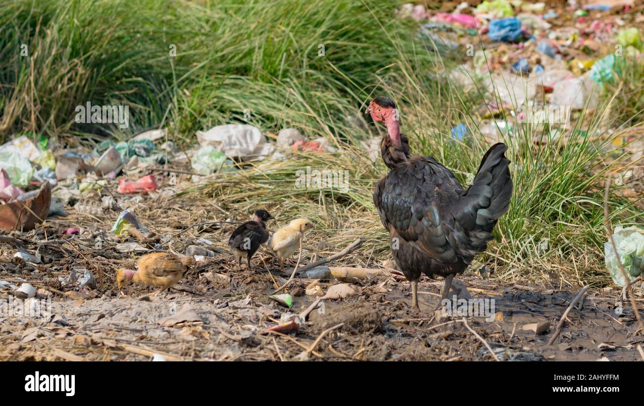 a female hen and her little chicks searching for their feed.hen and ...