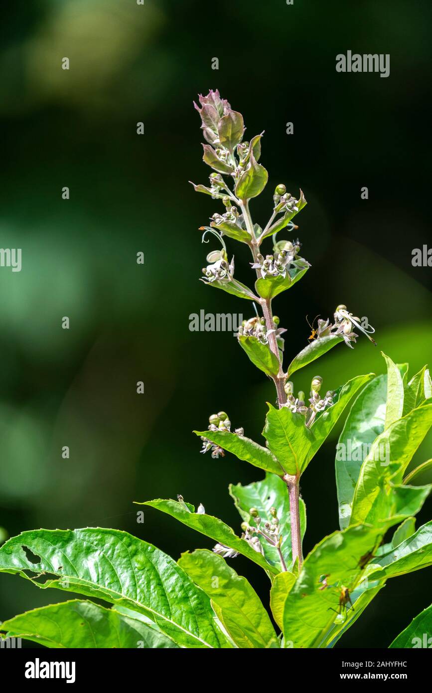 Sarawak wild flower hi-res stock photography and images - Alamy