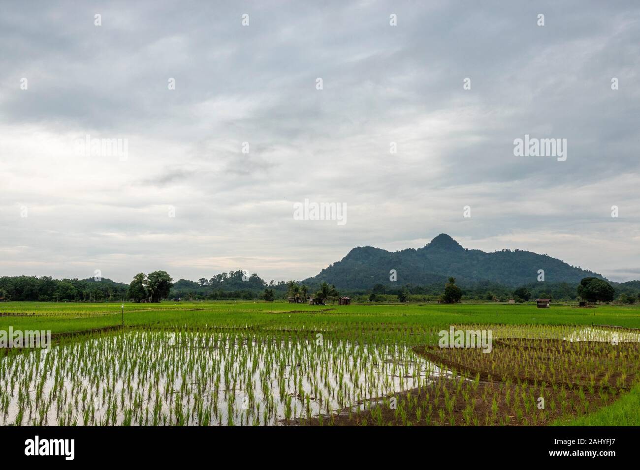 Malaysia Rice Paddy High Resolution Stock Photography and Images - Alamy