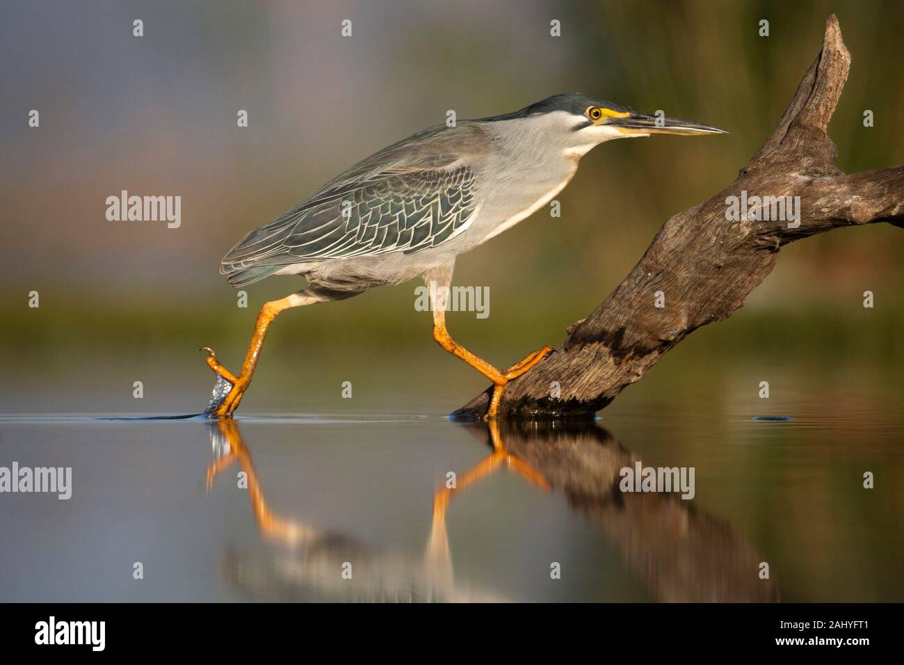 Striated heron, Butorides striata, Zimanga Game Reserve, South Africa ...