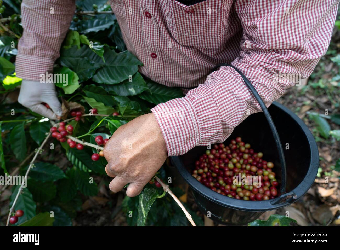 Coffee harvesting hi-res stock photography and images - Alamy