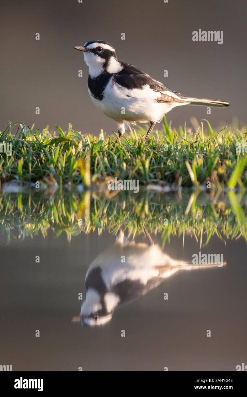 African wagtail bird hi-res stock photography and images - Alamy