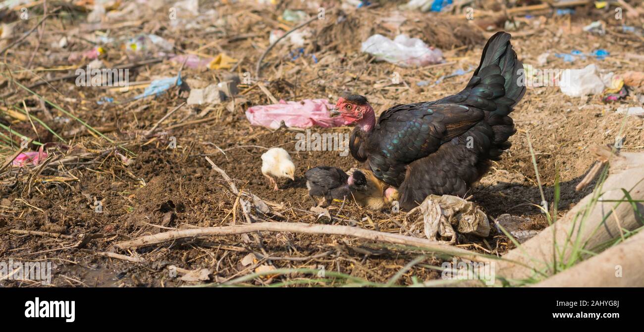 a female hen and her little chicks searching for their feed in a ...