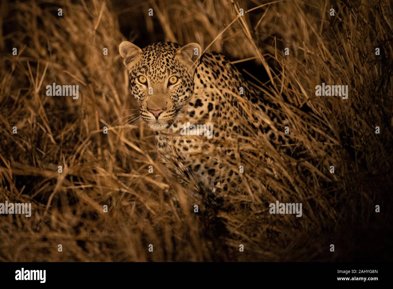 Leopard at night, Panthera pardus, Zimanga Game Reserve, South Africa ...