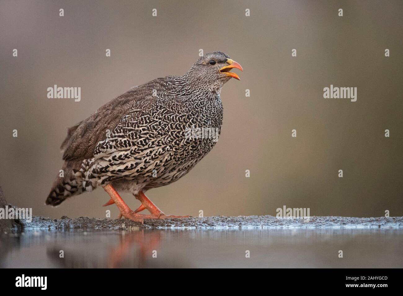 Natal spurfowl, Pternistis natalensis, Zimanga Game Reserve, South ...