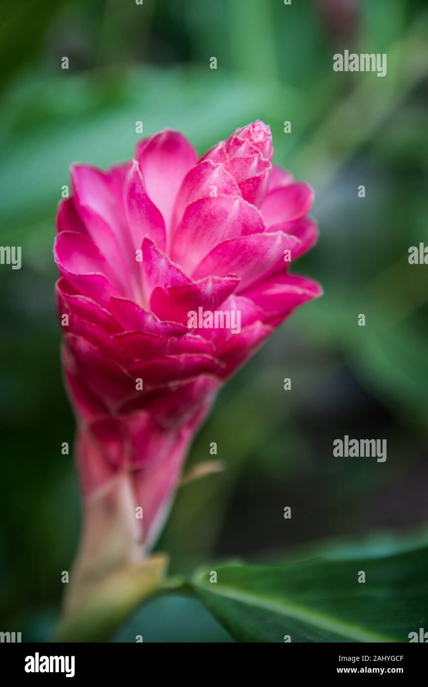 A pink cone ginger plant in Maui, Hawaii Stock Photo - Alamy