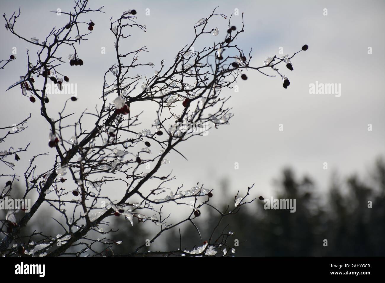 Berry bushes and new snow in Ontario Stock Photo - Alamy