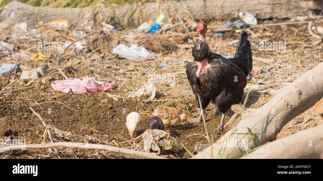 a female hen and her little chicks searching for their feed in a ...