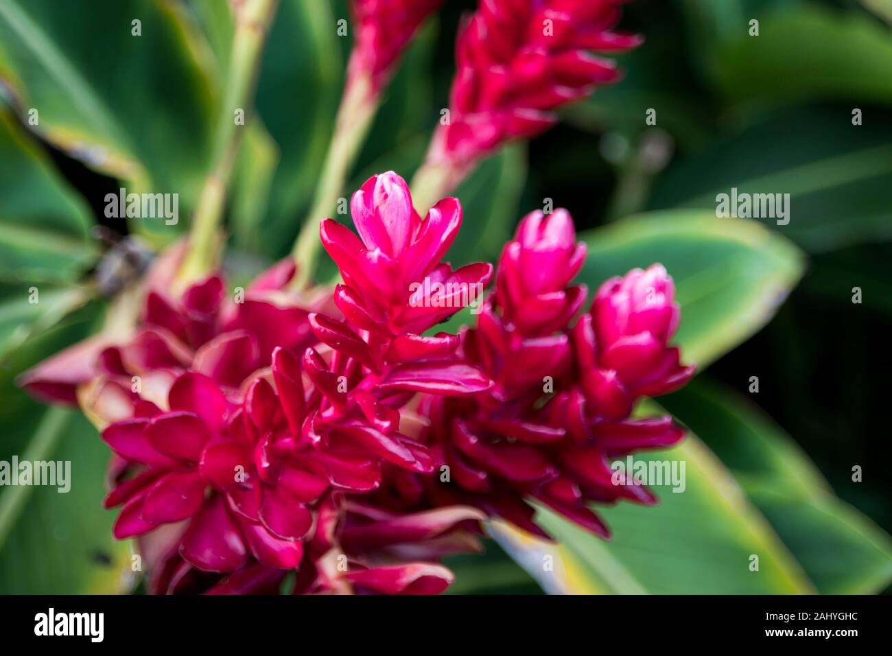 A pink cone ginger plant in Maui, Hawaii Stock Photo - Alamy