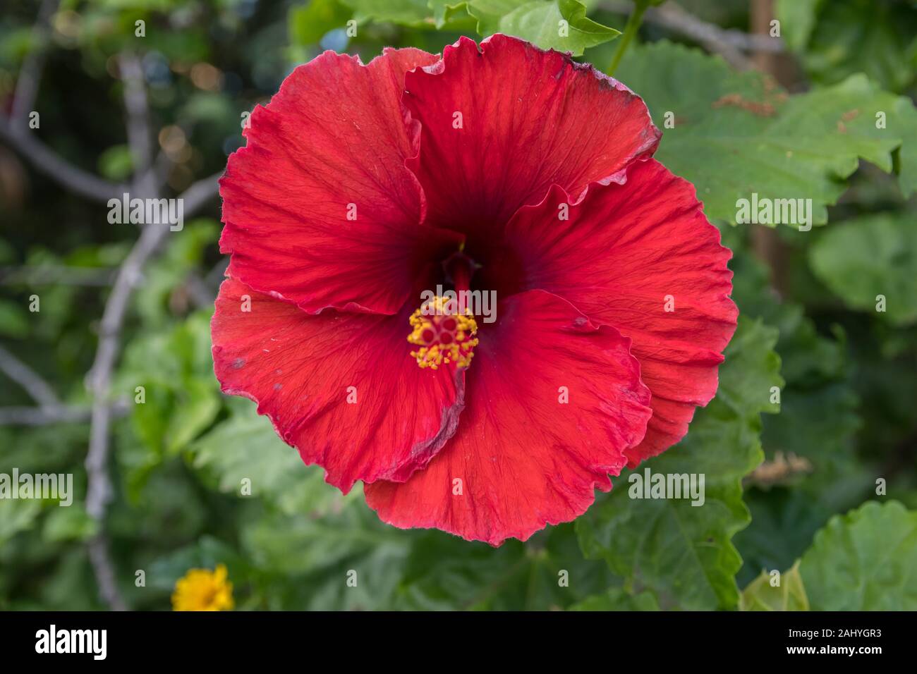 Hawaiian red soil hi-res stock photography and images - Alamy