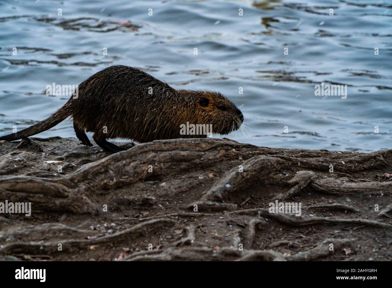 Nutria rat group hi-res stock photography and images - Alamy