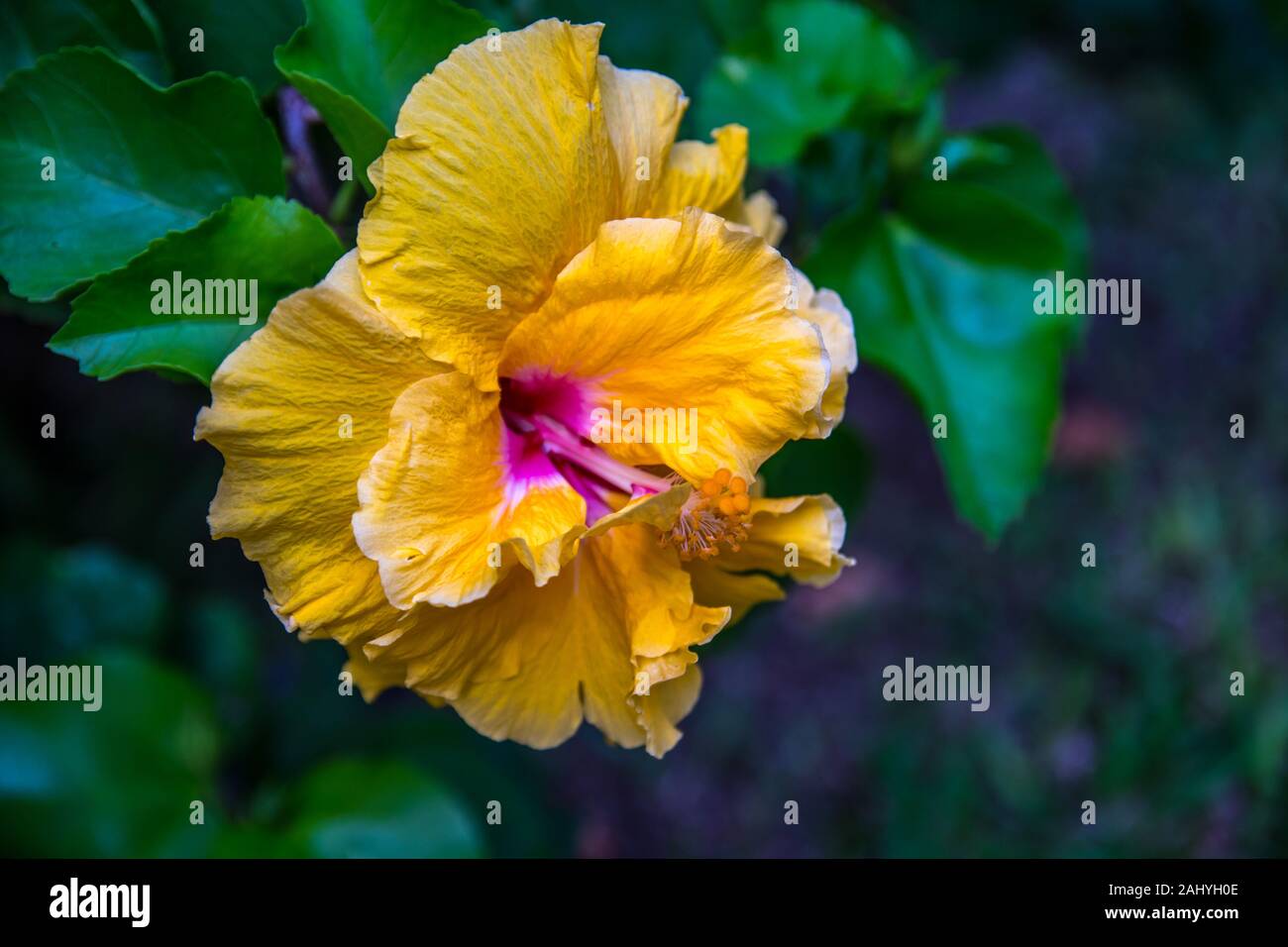 Hibiscus plant hi hi-res stock photography and images - Alamy
