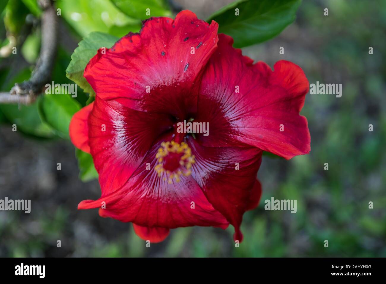 Hawaiian red soil hi-res stock photography and images - Alamy
