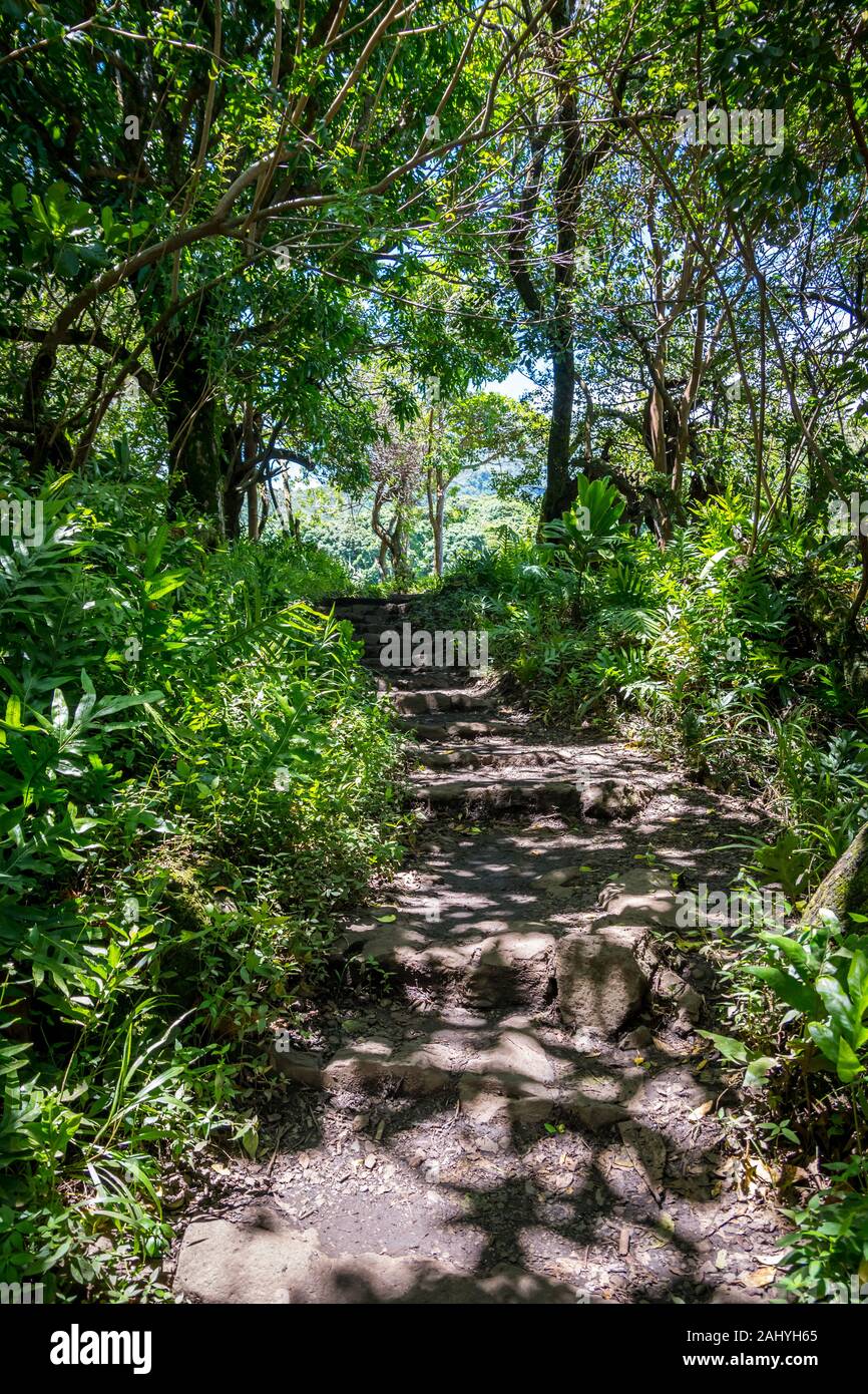 A gorgeous view of the forest in Maui, Hawaii Stock Photo - Alamy