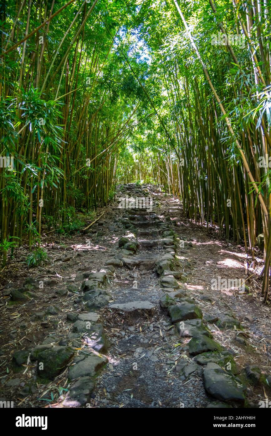 A gorgeous view of the forest in Maui, Hawaii Stock Photo - Alamy