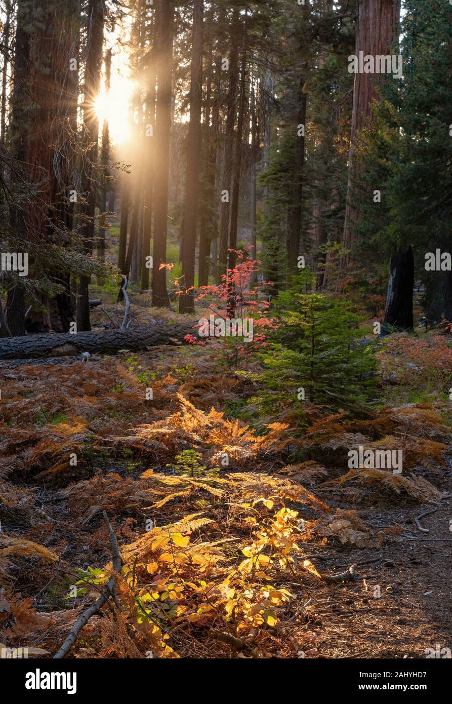 Giant Dogwood Tree High Resolution Stock Photography and Images - Alamy