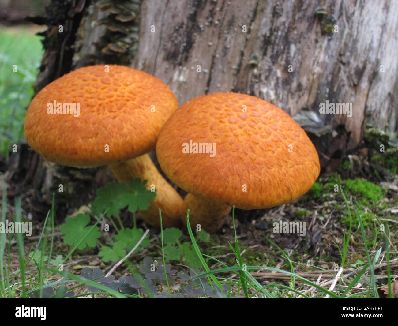 Decoration mushroom hi-res stock photography and images - Alamy