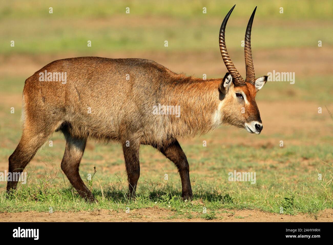 Male waterbuck side view hi-res stock photography and images - Alamy