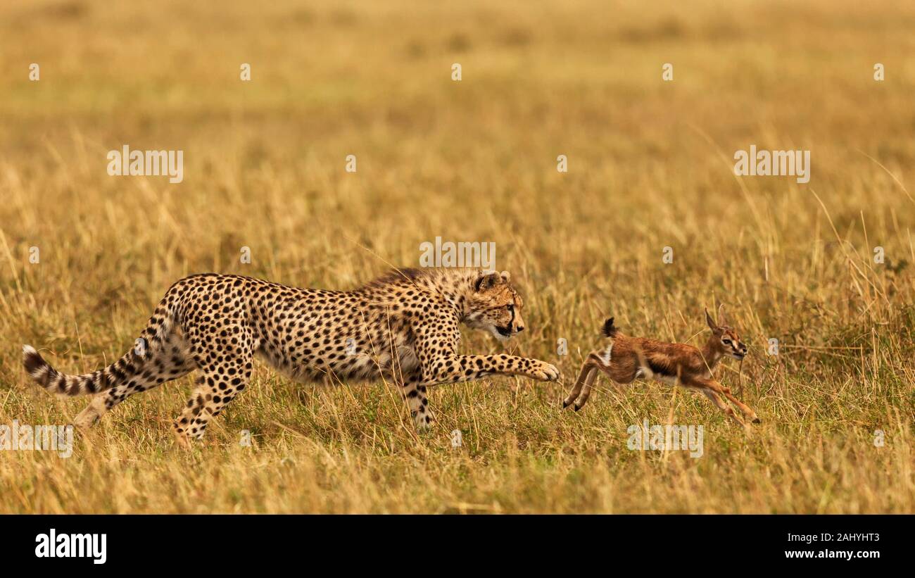 Cheetah Chasing Gazelle Gif