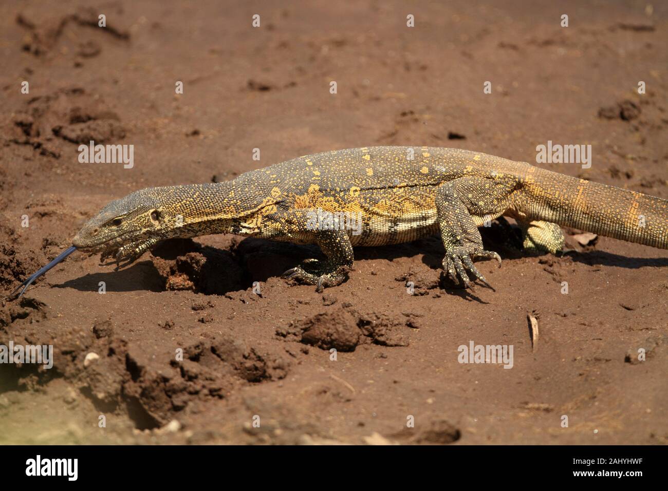 Monitor lizard kenya hi-res stock photography and images - Alamy