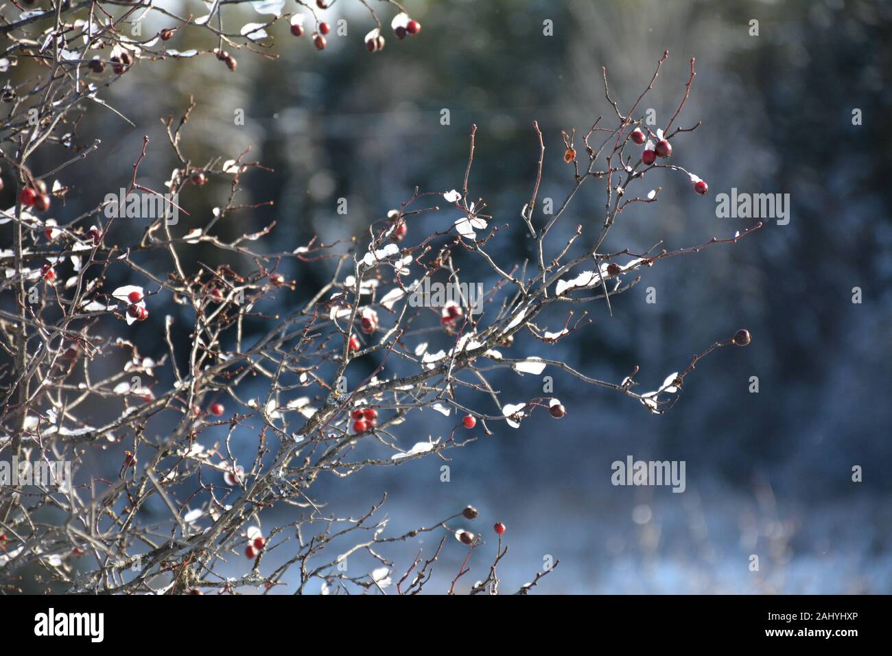 Berry bushes and new snow in Ontario Stock Photo - Alamy