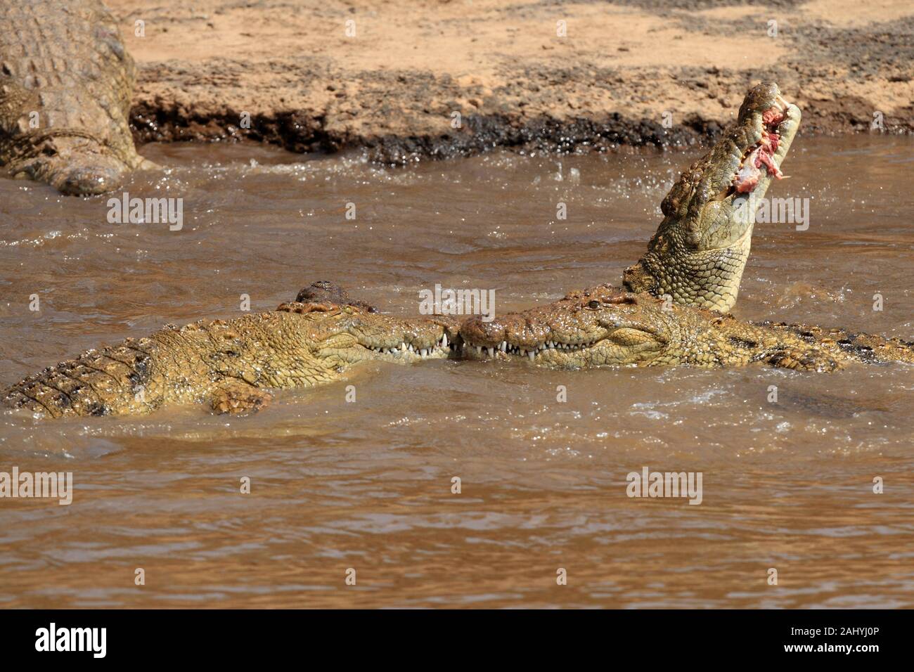 Crocodiles Eating Wildebeest