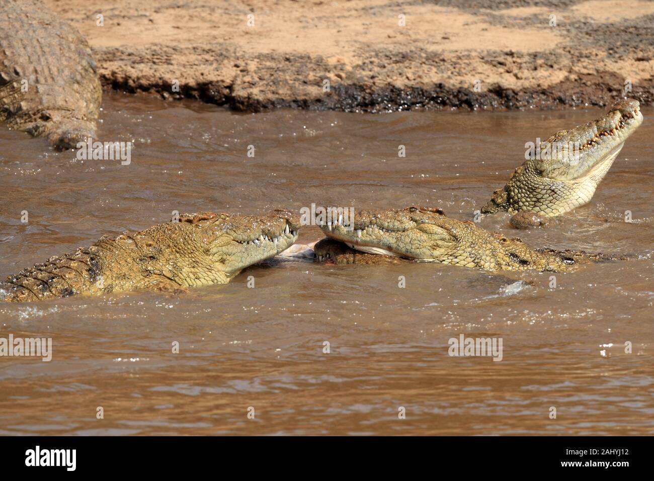 Crocodiles Eating Wildebeest