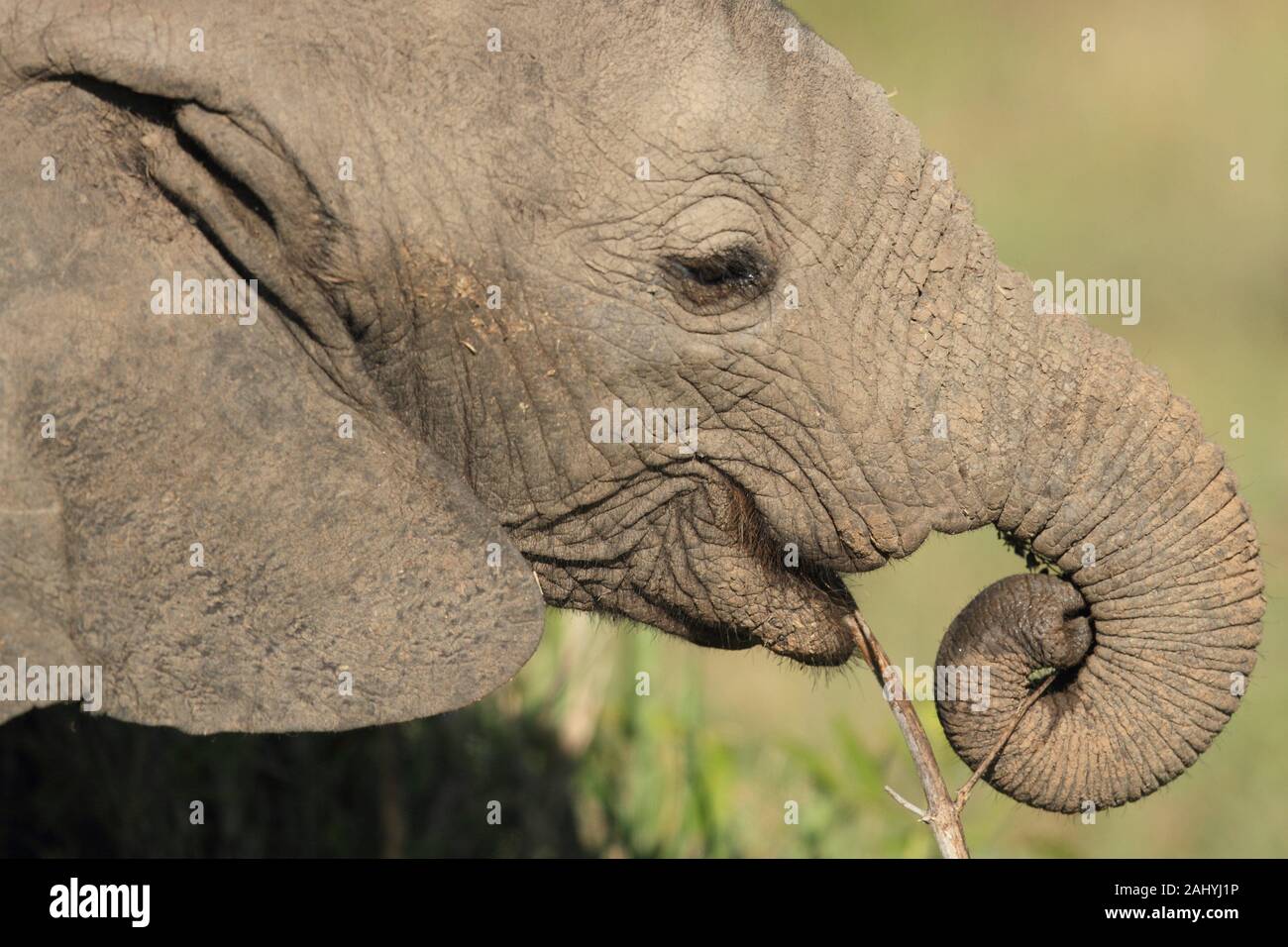 Elongated branch hi-res stock photography and images - Alamy