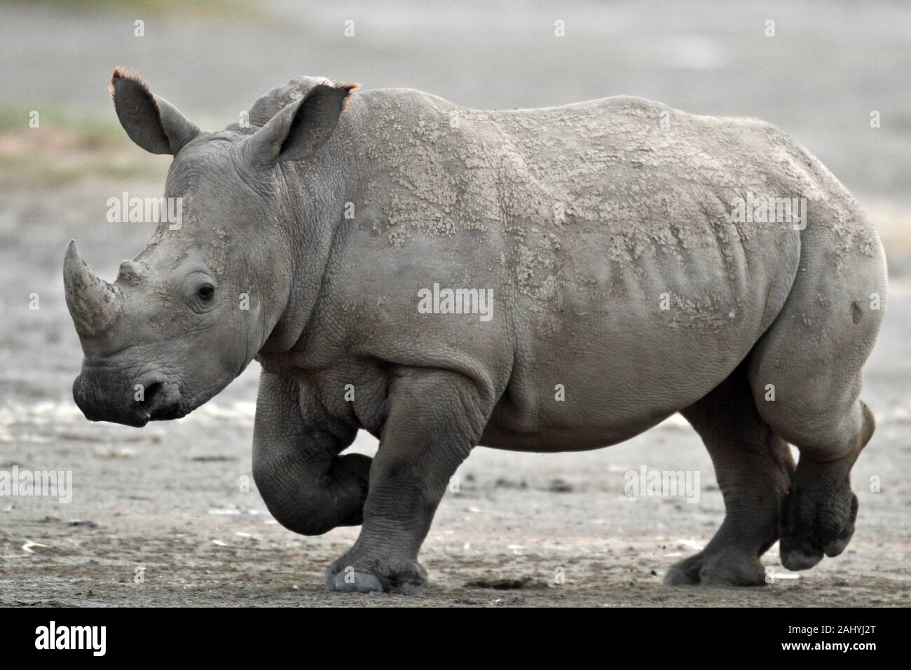 Black rhinoceros running hi-res stock photography and images - Alamy