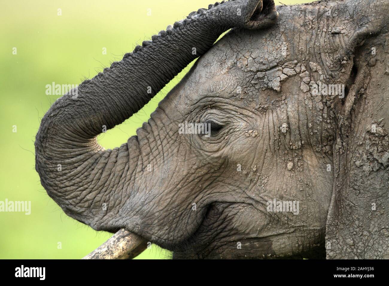 The trunk of the elephant is a very flexible elongated nose adapted to ...