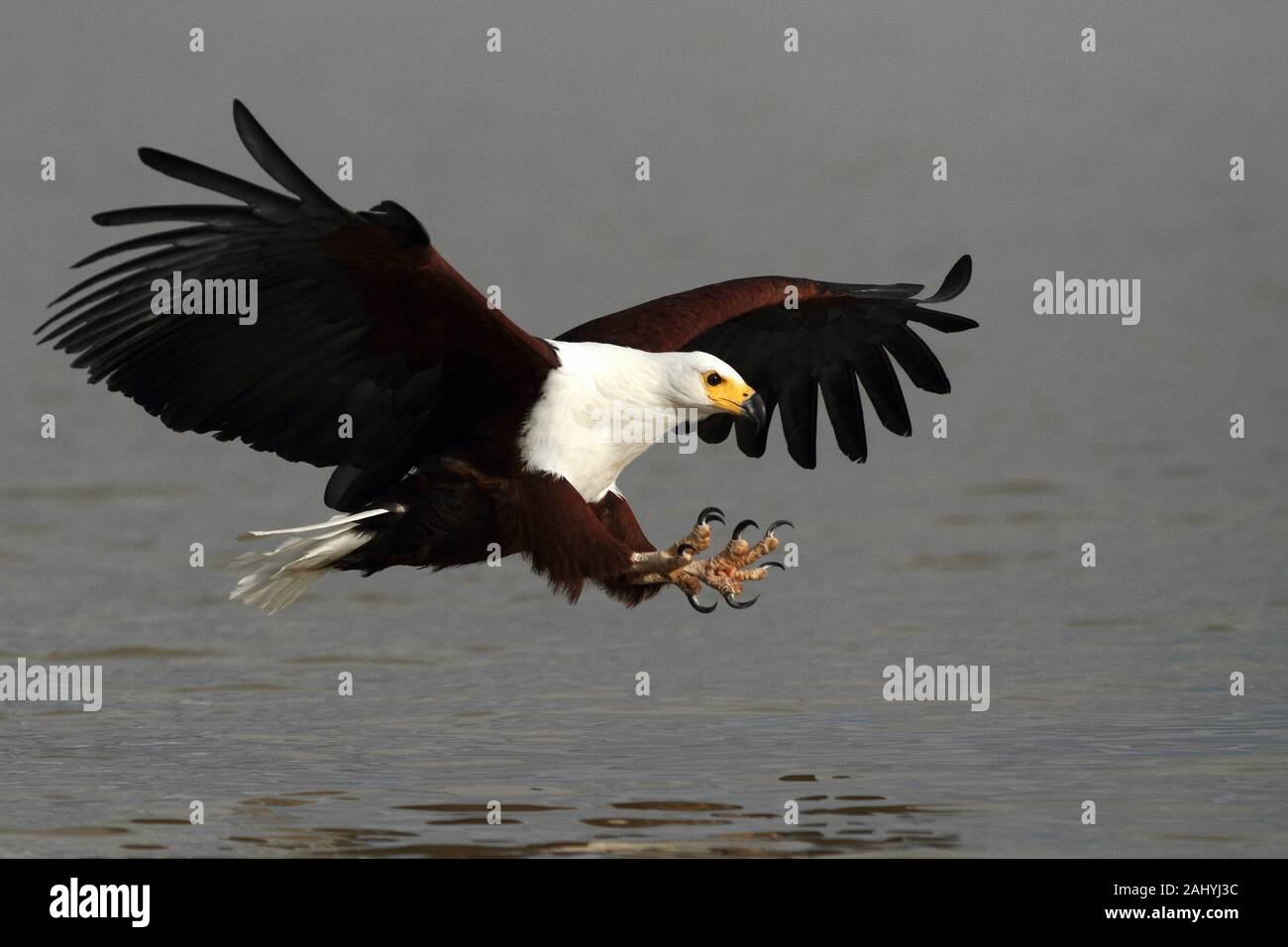 Catch black hi-res stock photography and images - Alamy