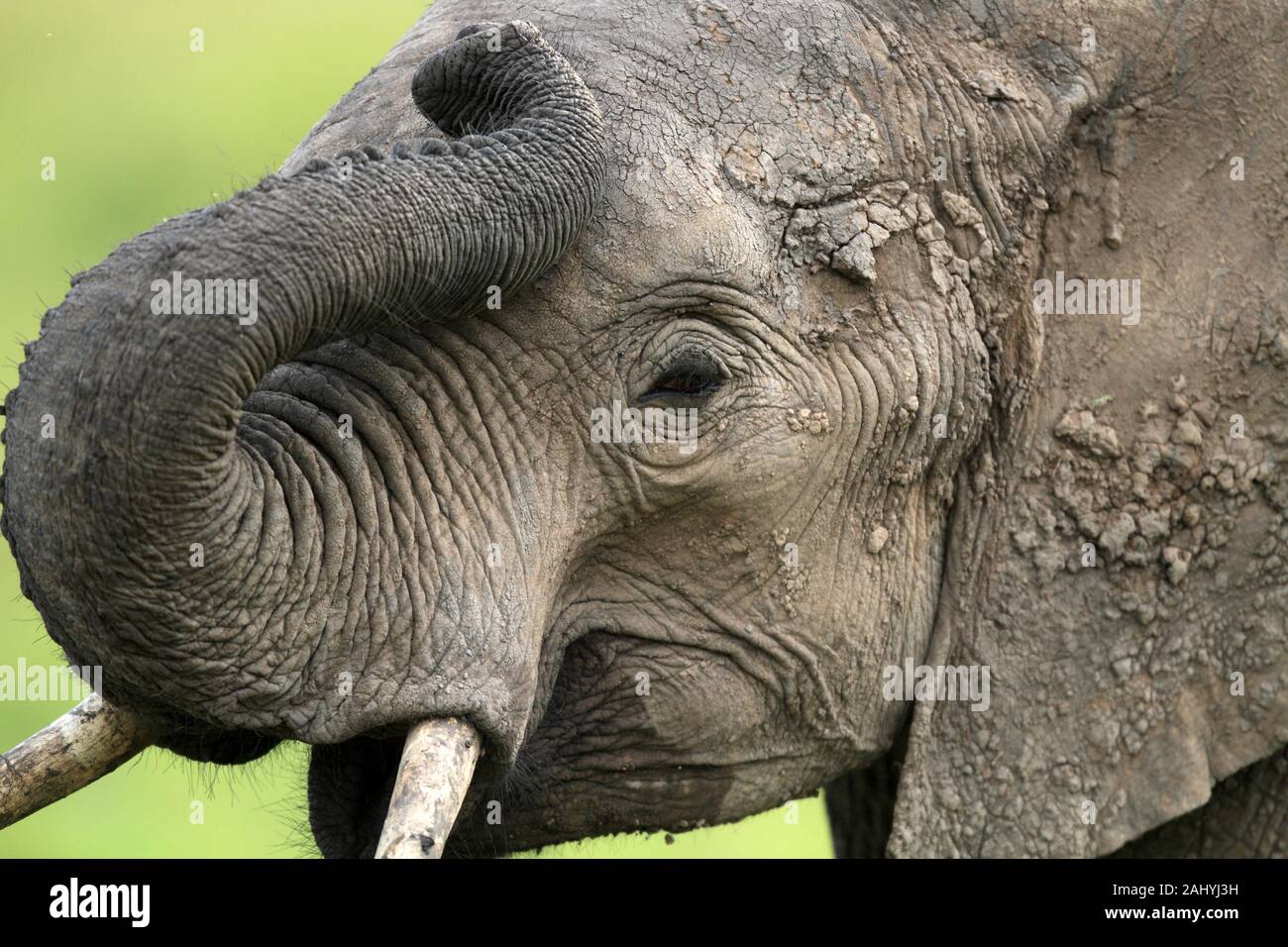 Elongated nose hi-res stock photography and images - Alamy