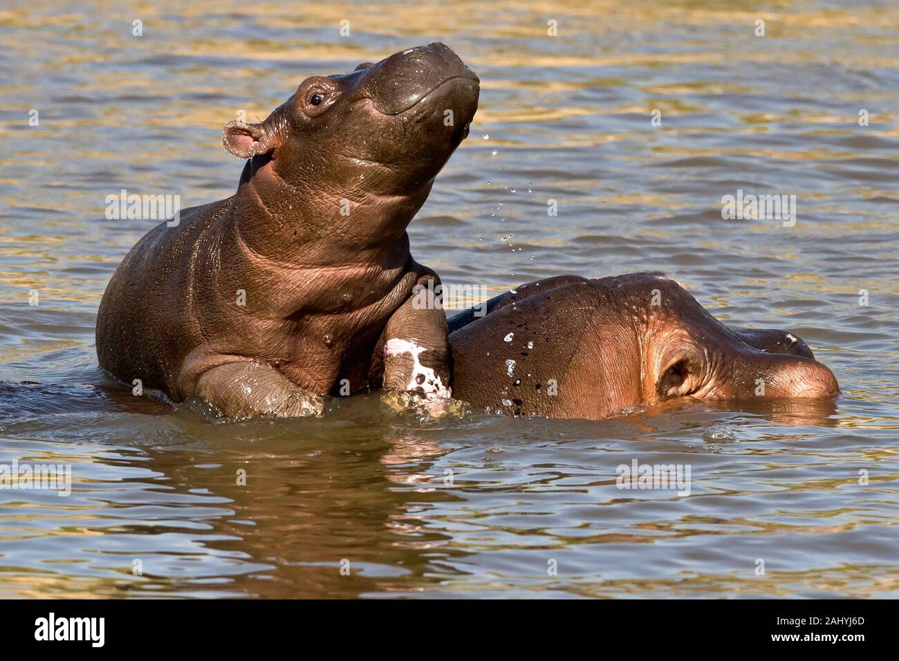 Black and white hippo hi-res stock photography and images - Alamy