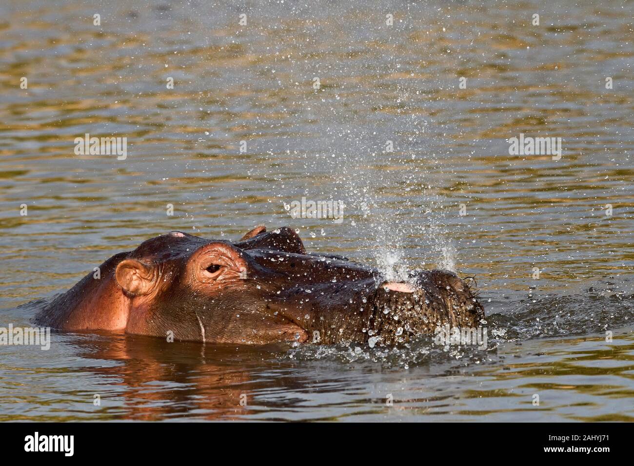 Black and white hippo hi-res stock photography and images - Alamy