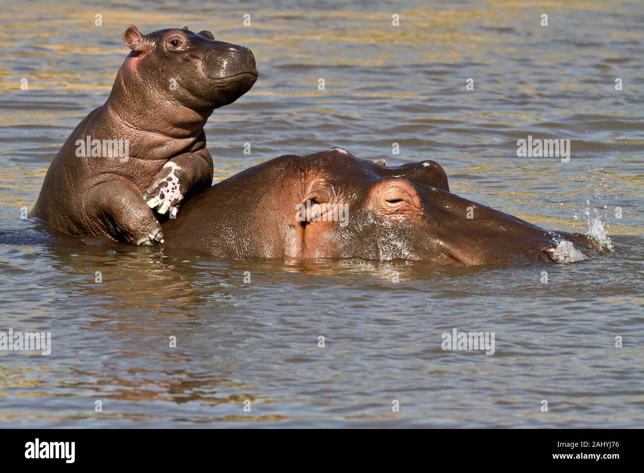 Mother and baby hippo hi-res stock photography and images - Alamy