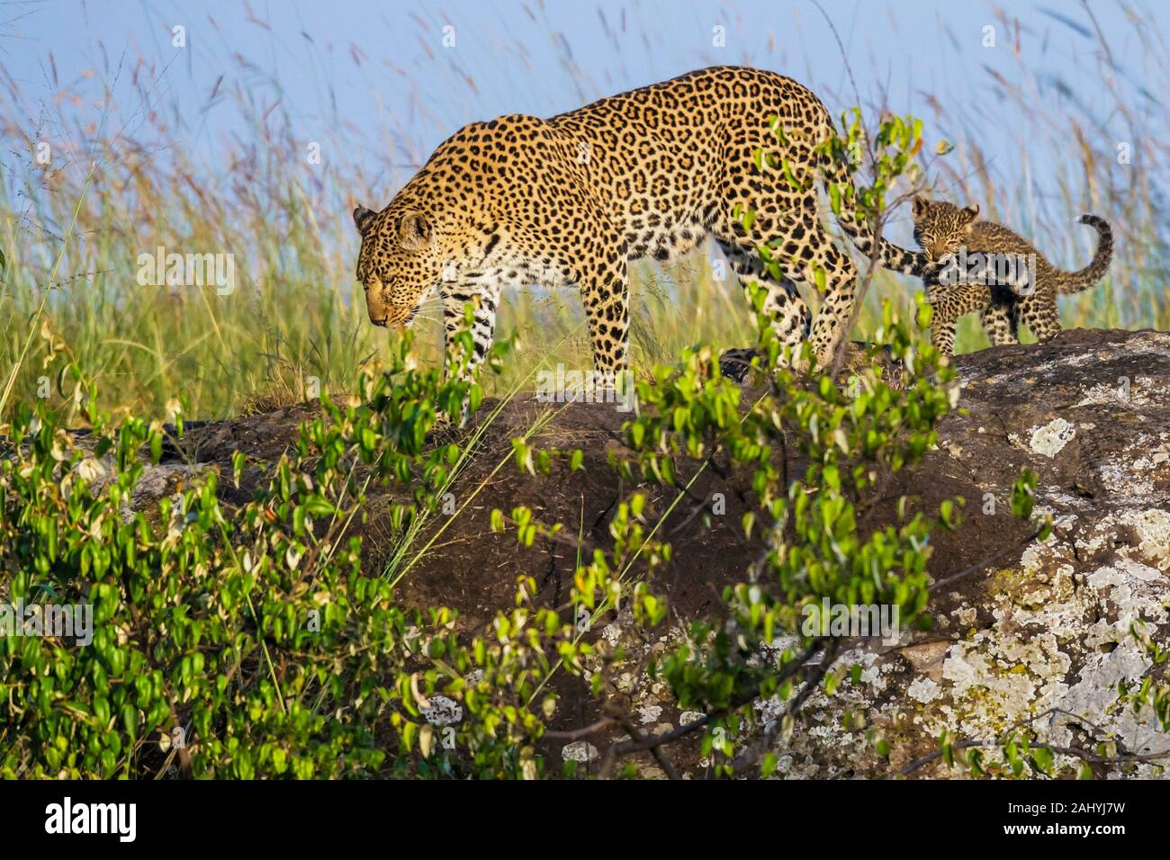 Leopard bite hi-res stock photography and images - Alamy
