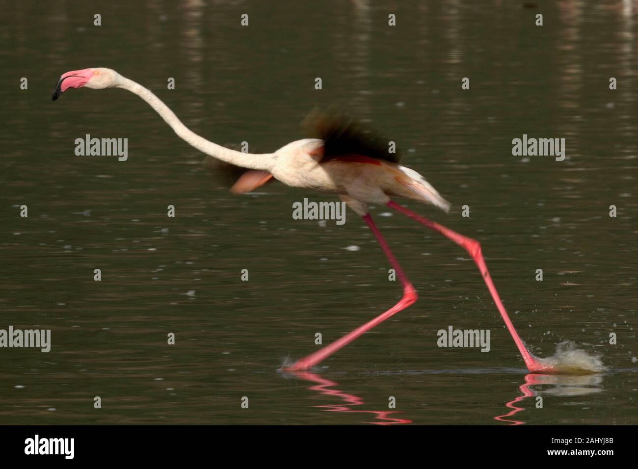 Long thin legs hi-res stock photography and images - Alamy