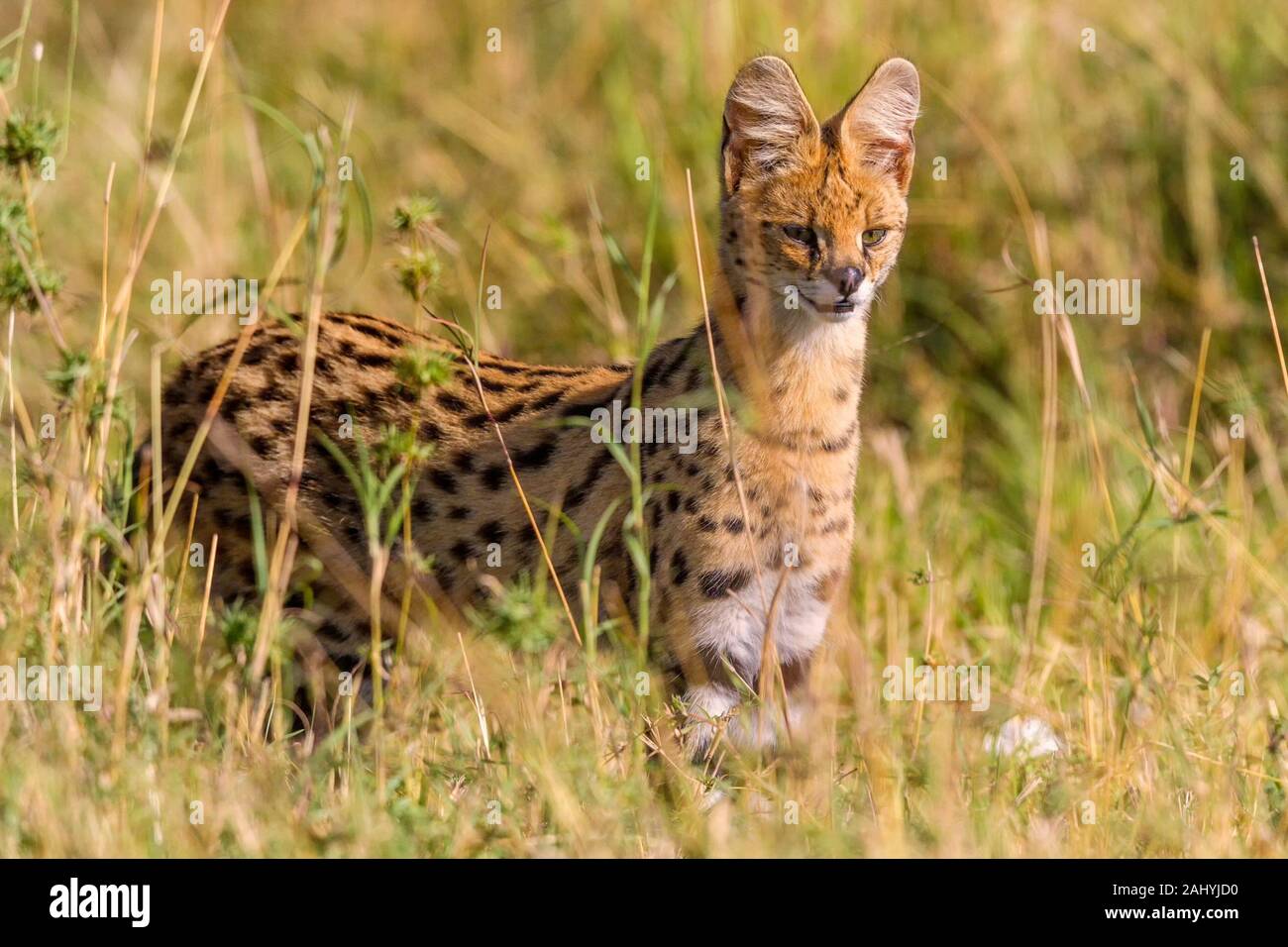 African Serval Cat Prey