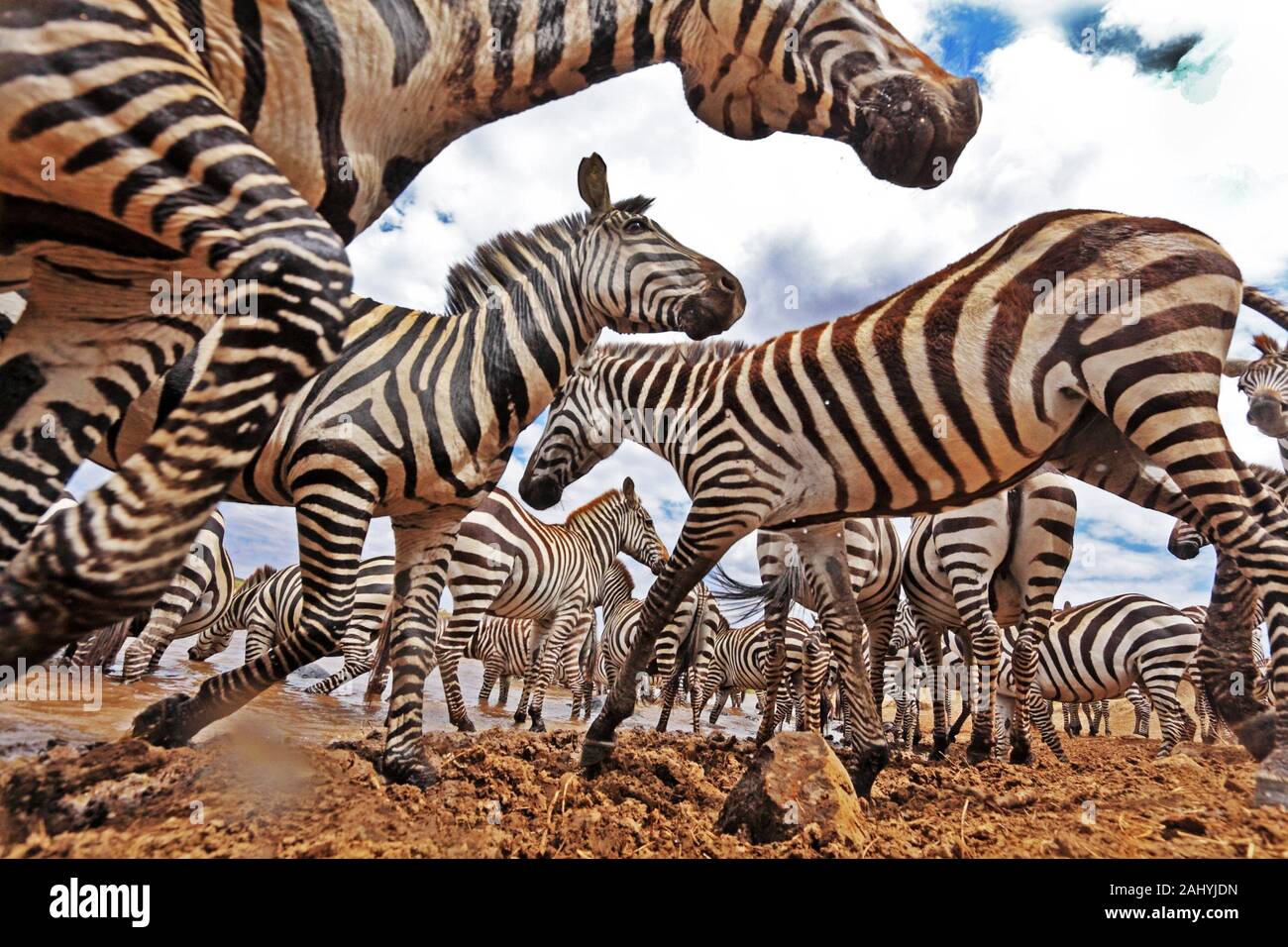 Hidden zebra hi-res stock photography and images - Alamy